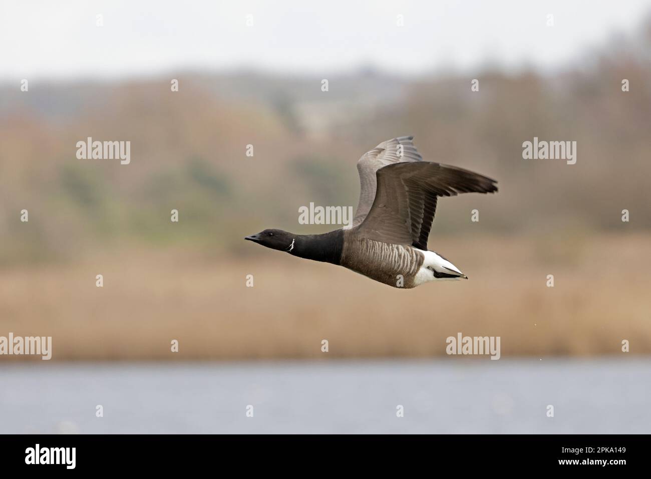 Brent Goose in flight RSPB Titchwell Norfolk UK Stock Photo - Alamy