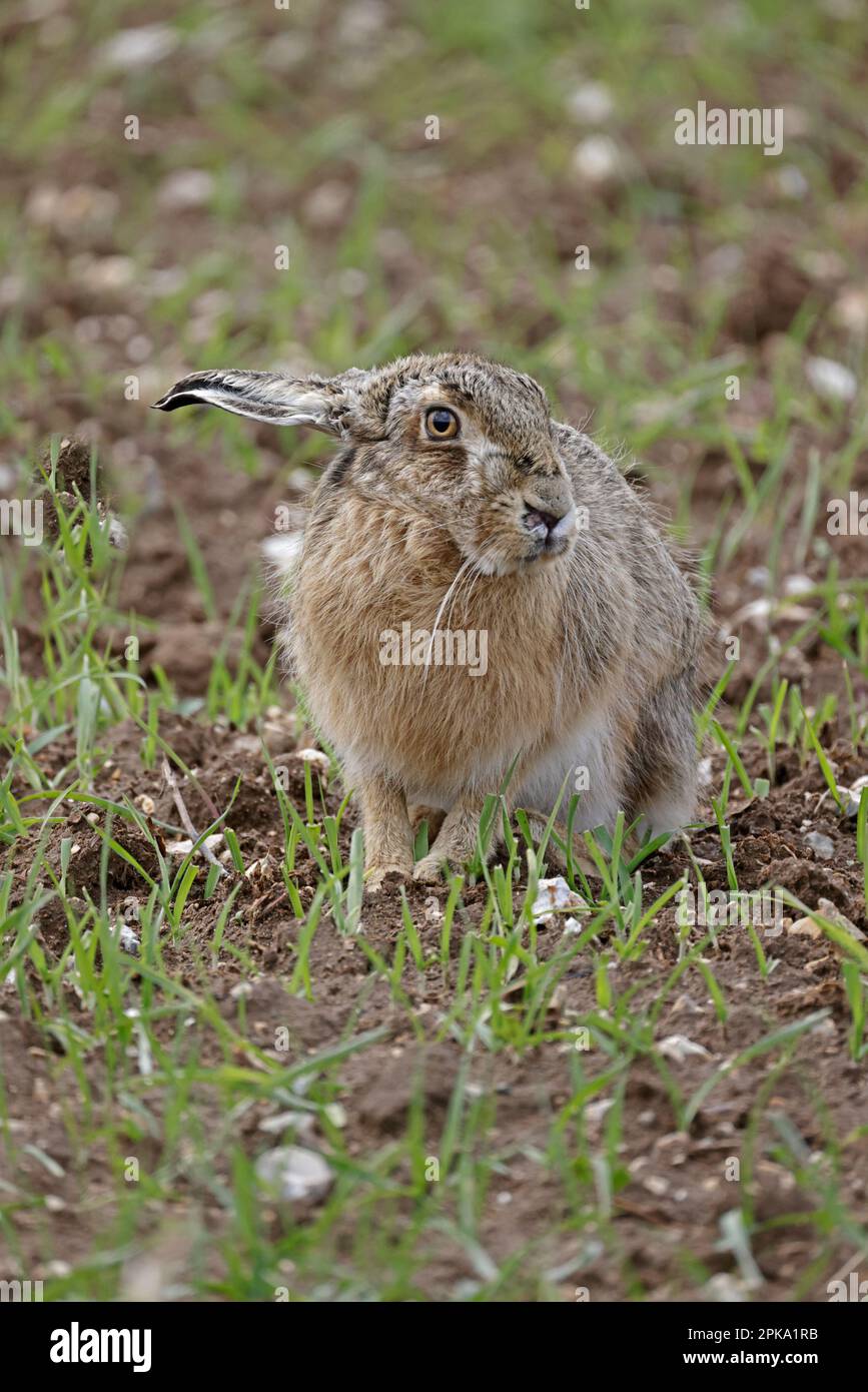 Brown Hare in Norfolk UK Stock Photo - Alamy