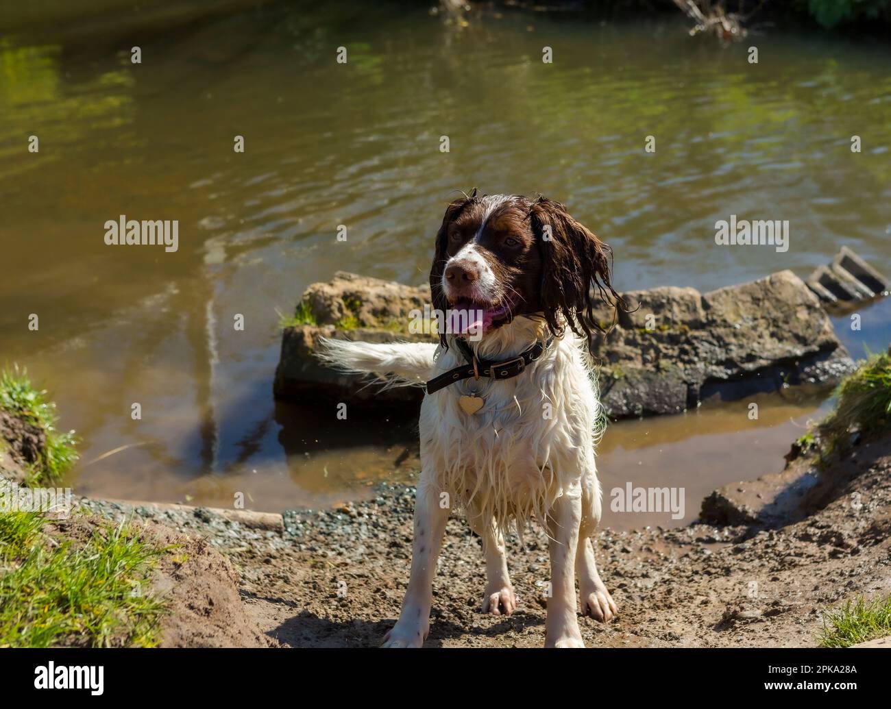 English springer spaniel coming out of River Stock Photo - Alamy