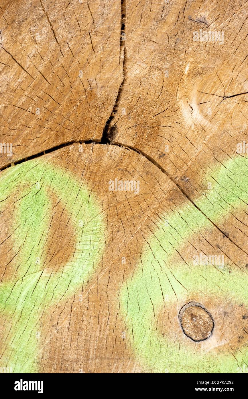 Tree slice with drying cracks Stock Photo - Alamy