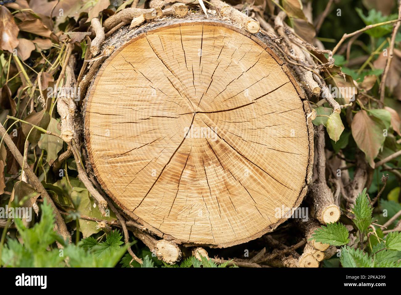 Tree slice with drying cracks Stock Photo - Alamy