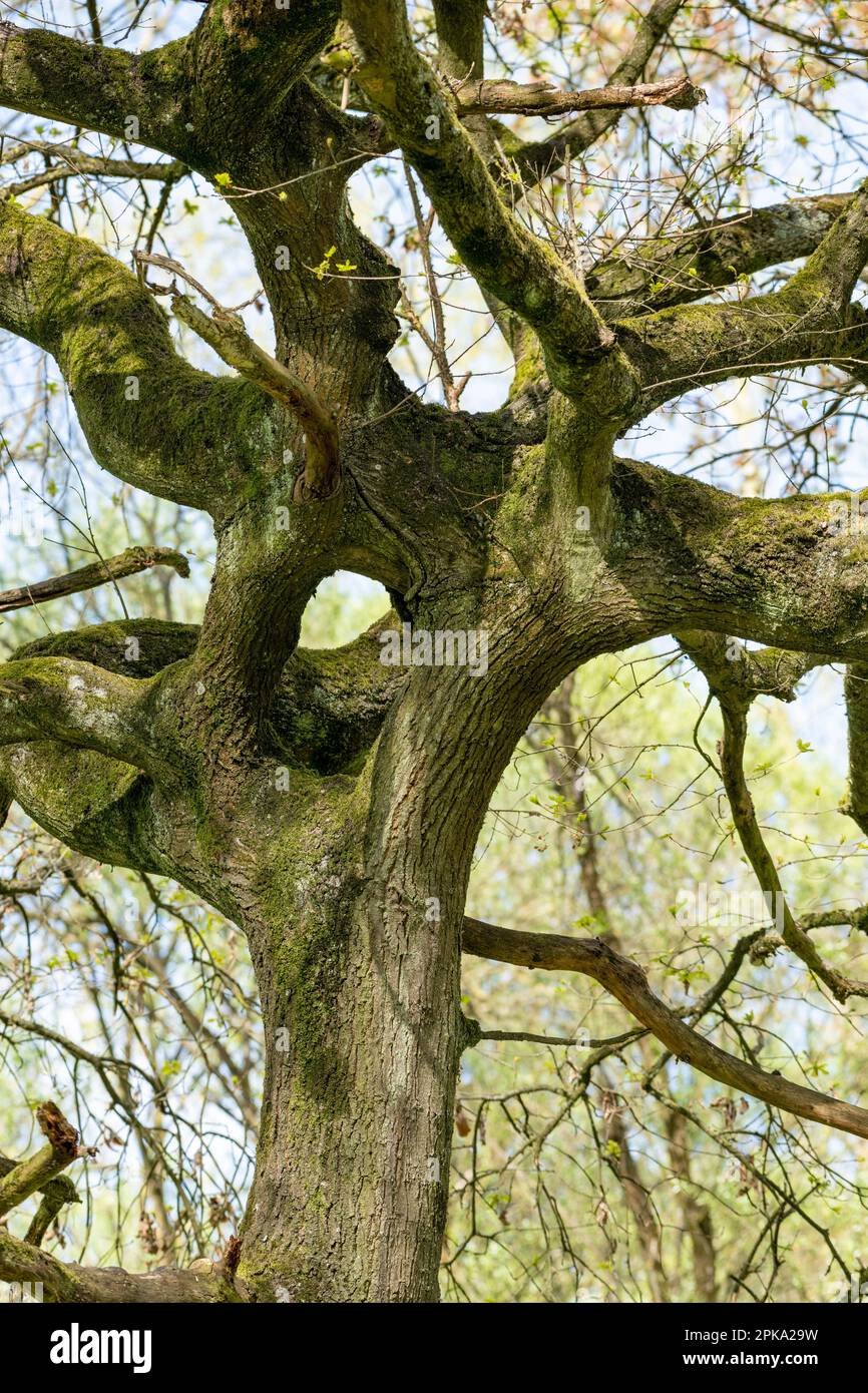 Overgrown tree hi-res stock photography and images - Alamy