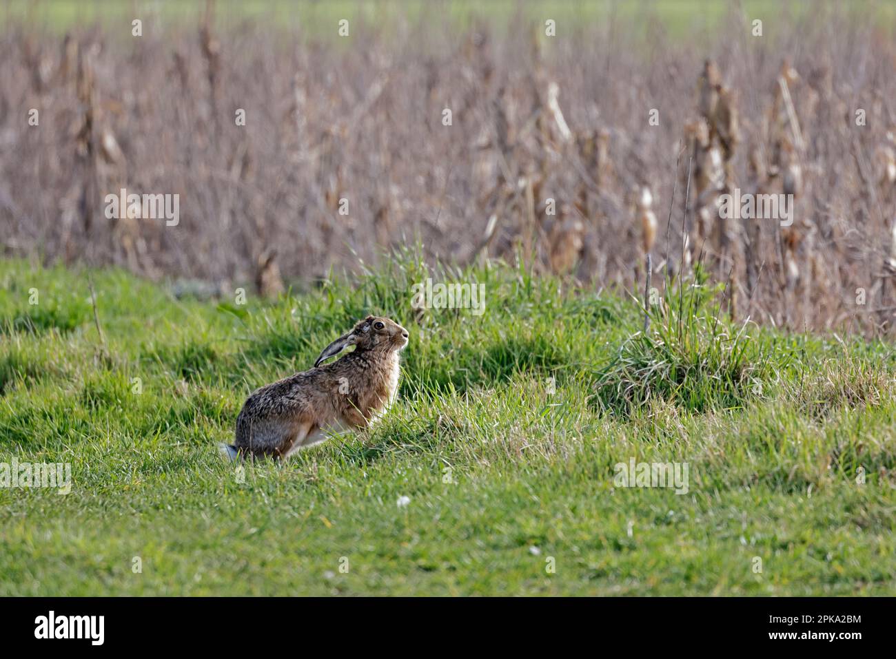 Brown Hare in Norfolk UK Stock Photo - Alamy