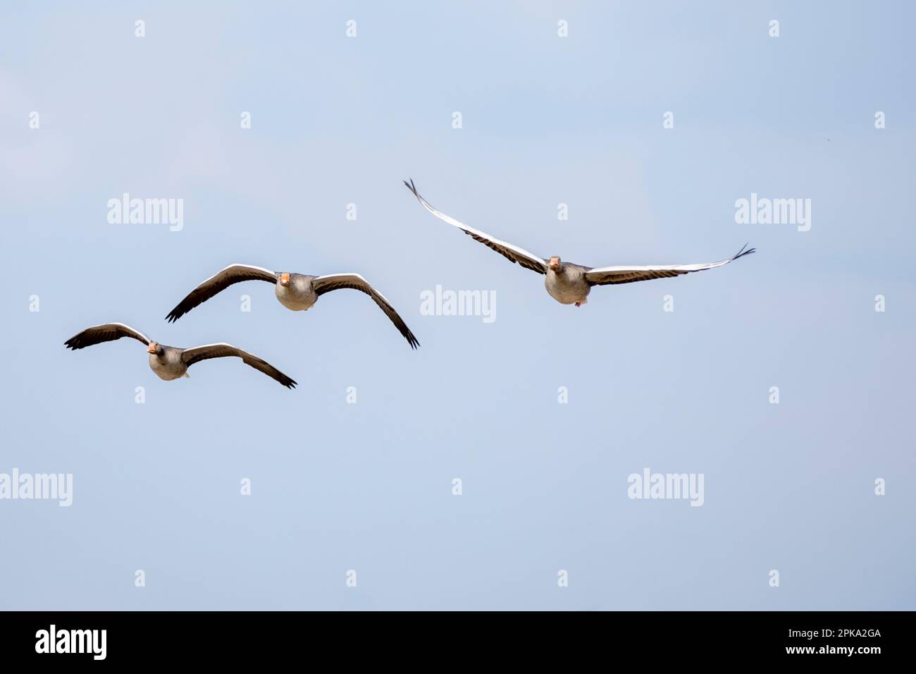 Gray geese (Anser anser) in flight Stock Photo - Alamy
