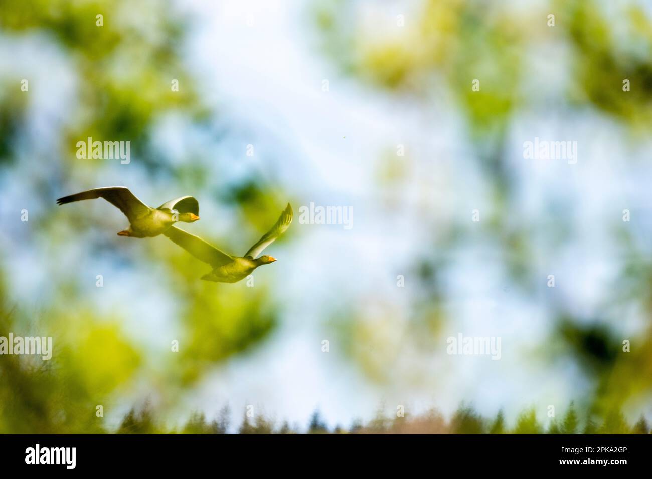 Gray geese (Anser anser) in flight Stock Photo - Alamy
