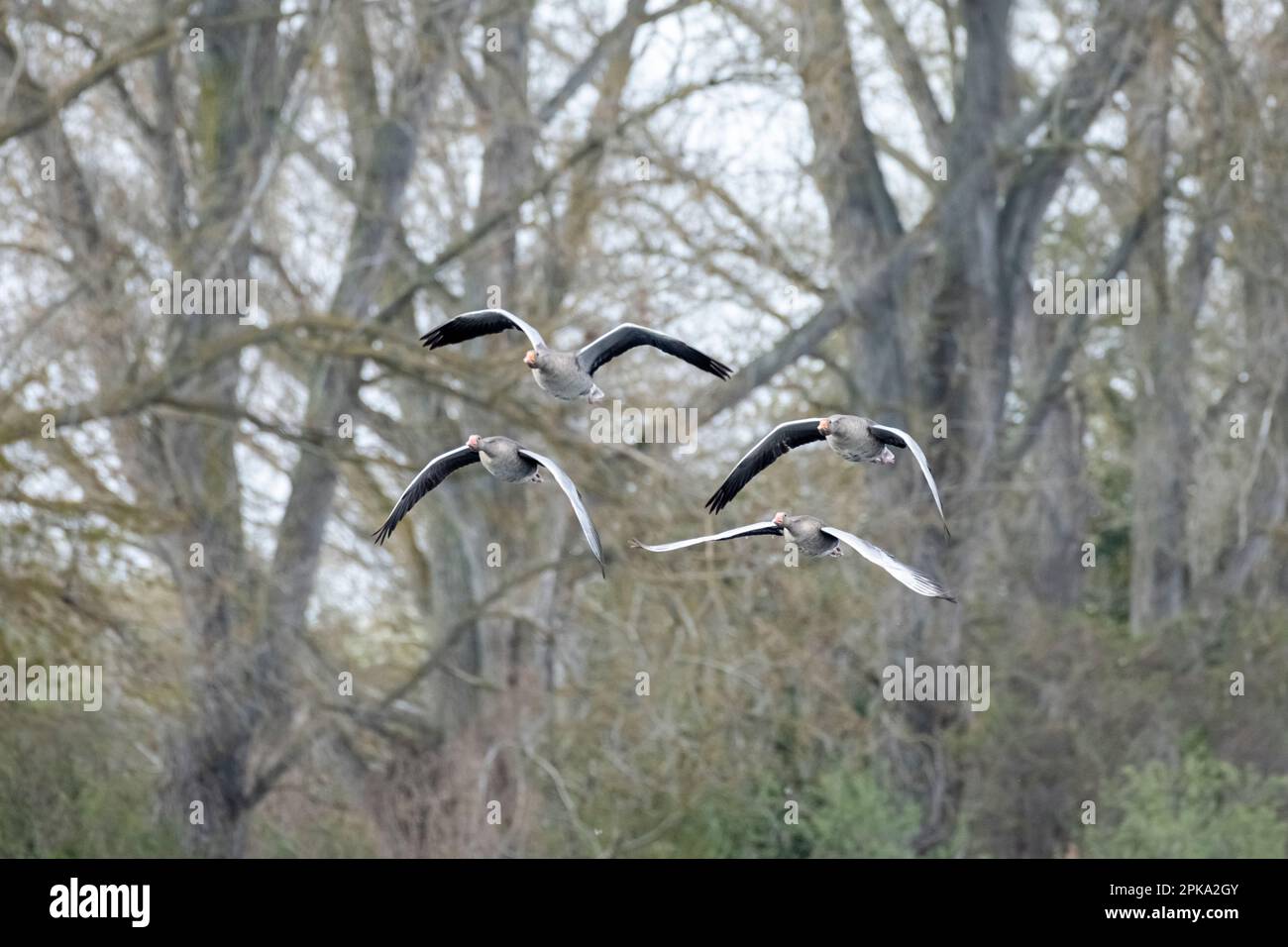 Grey geese in flight Stock Photo - Alamy