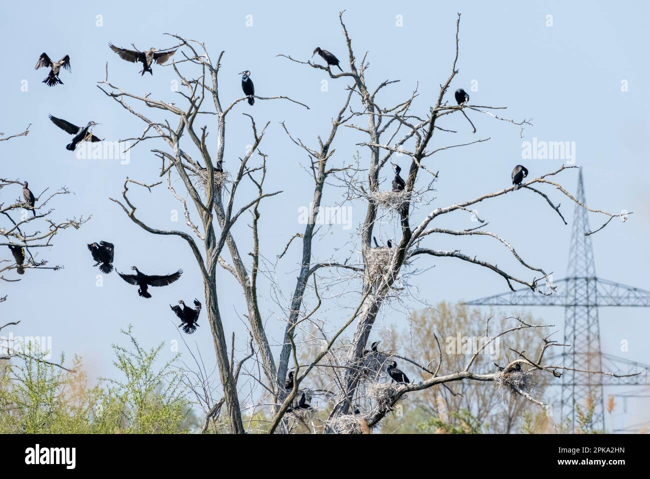 Cormorant ( Phalacrocorax carbo ) bird species of the cormorant family ...