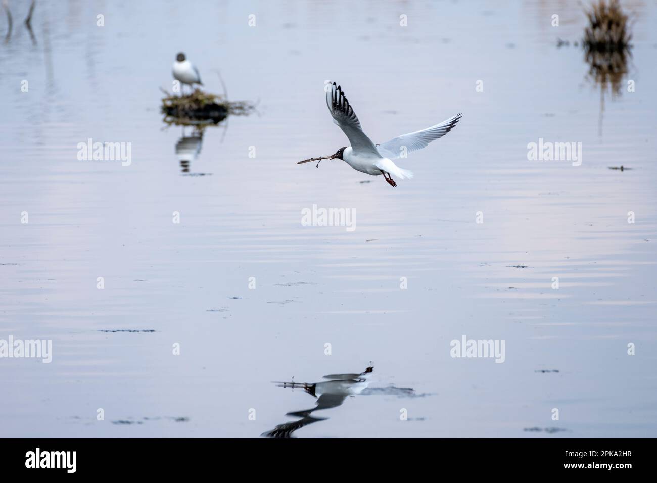 Gull with nest material hi-res stock photography and images - Alamy
