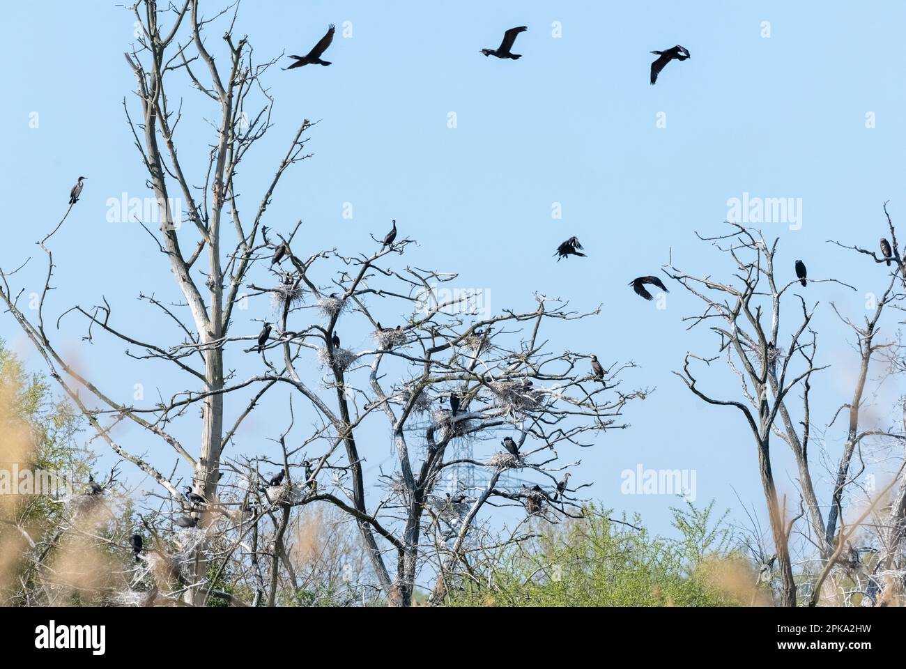 Cormorant ( Phalacrocorax carbo ) bird species of the cormorant family ...
