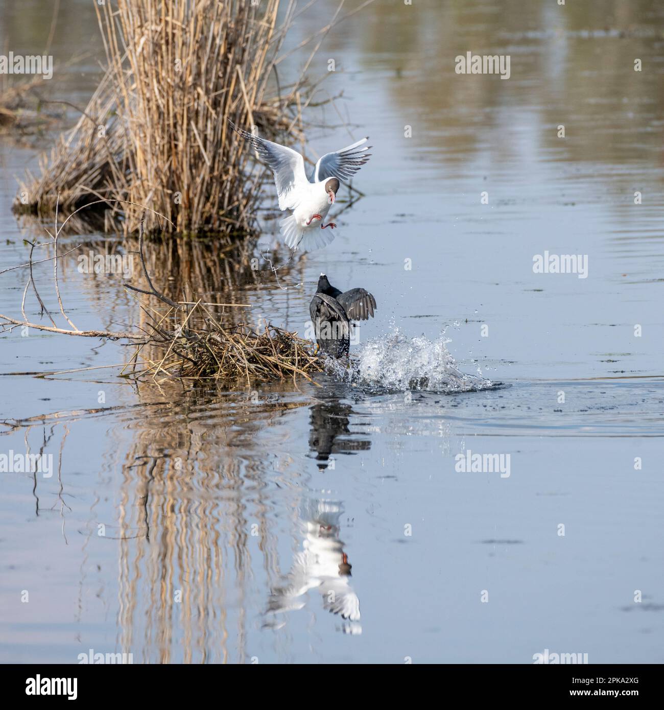 Gull with nest material hi-res stock photography and images - Alamy