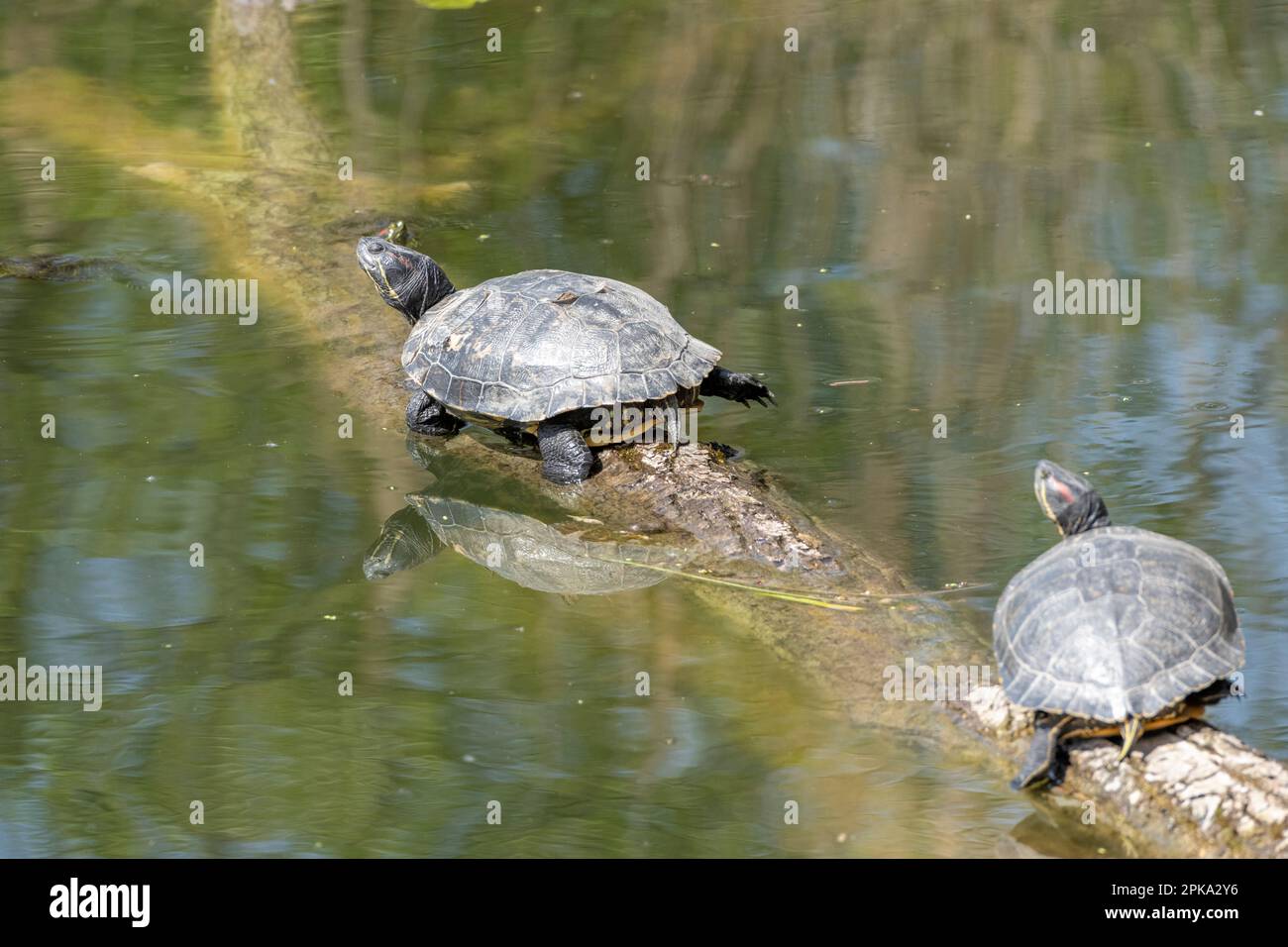 red-eared slider turtles (Trachemys scripta elegans), Germany, Baden ...