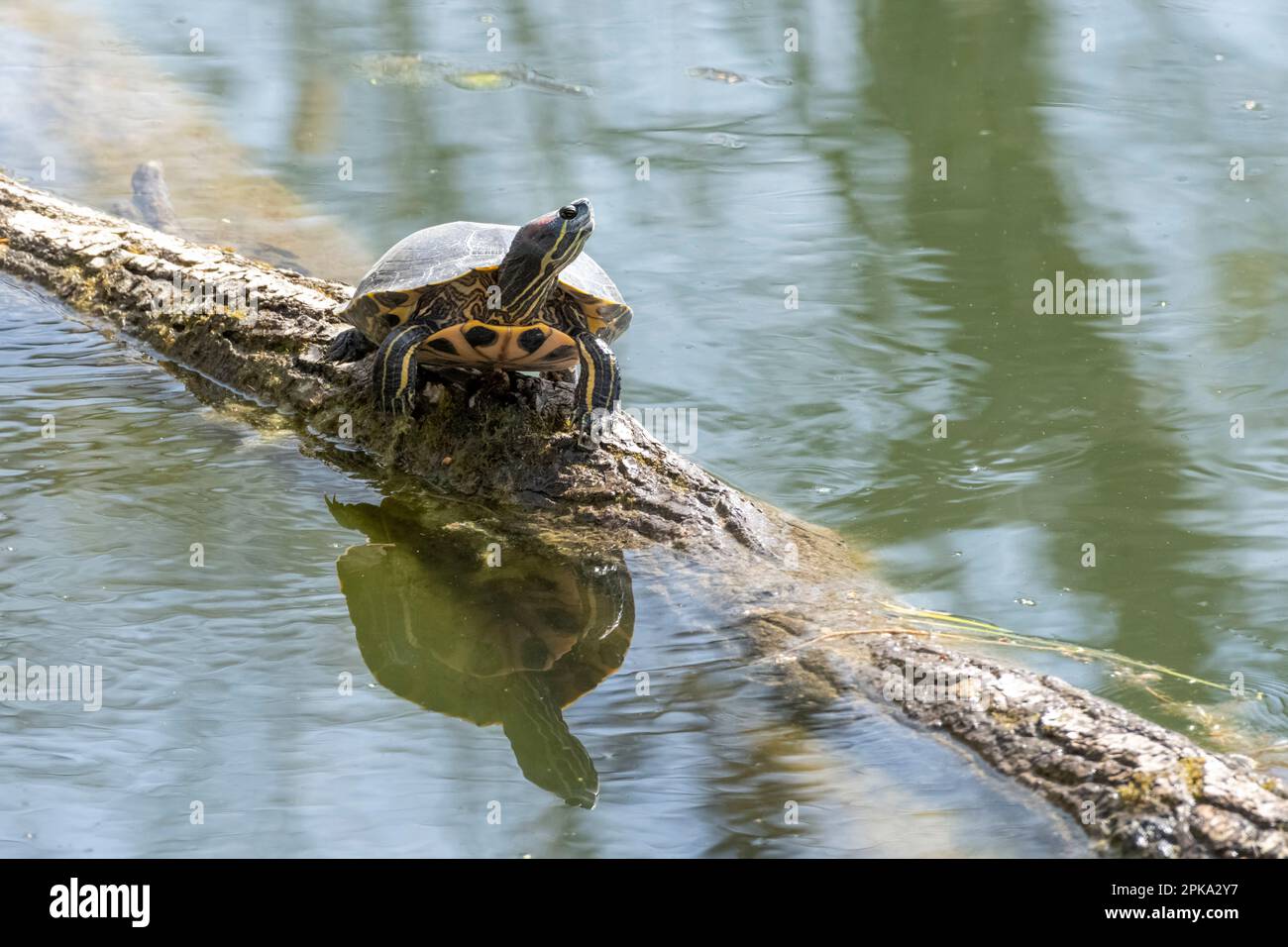 red-eared slider turtle (Trachemys scripta elegans), Germany, Baden ...