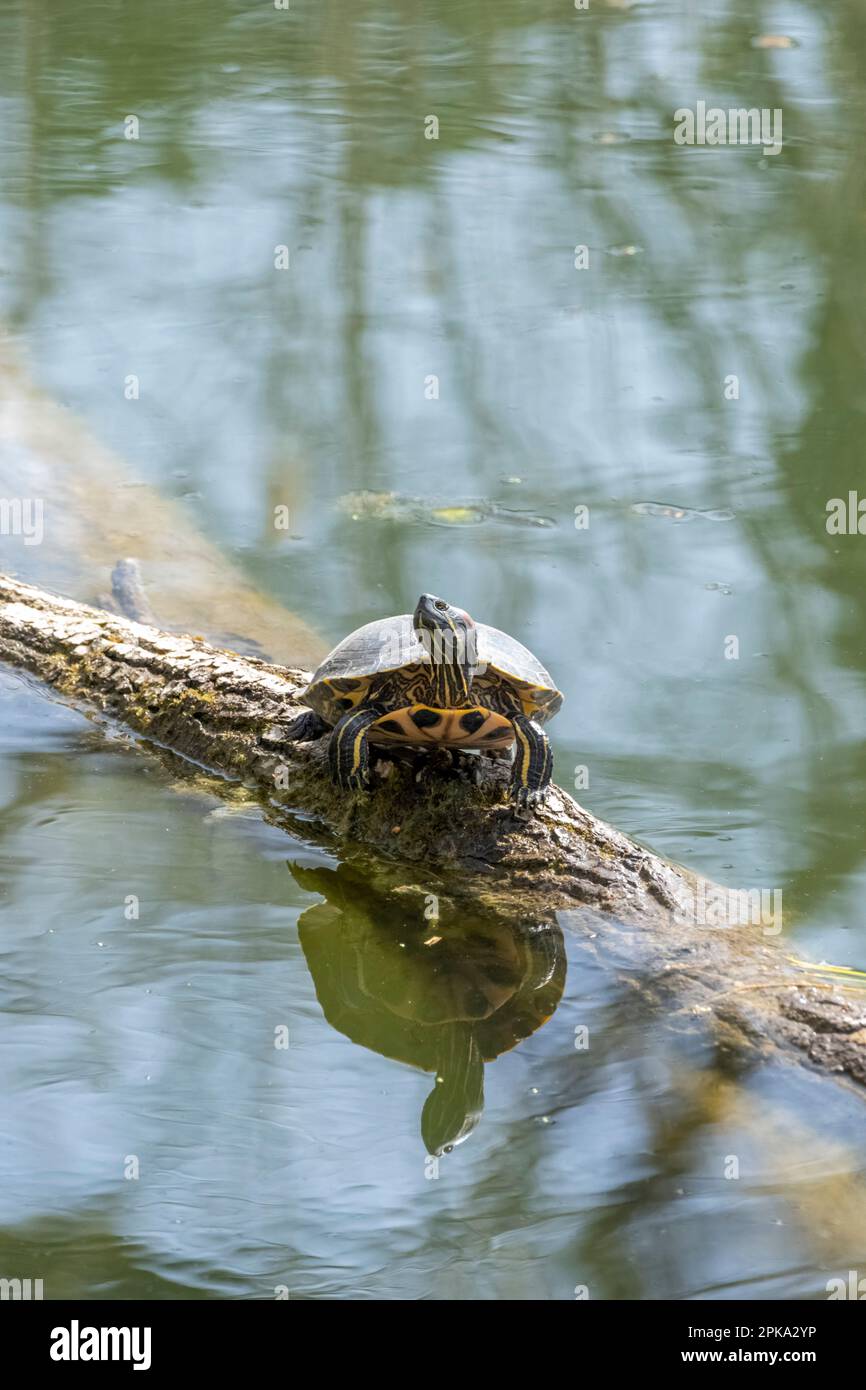 red-eared slider turtle (Trachemys scripta elegans), Germany, Baden ...
