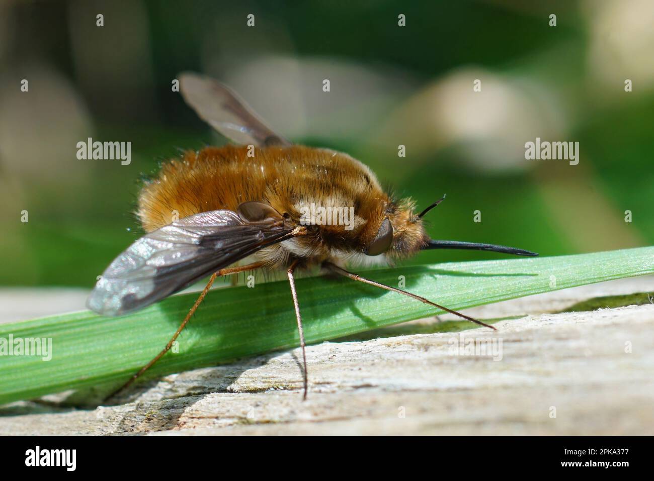 Natural Closeup on the Dark-bordered bee fly, Bombylius major , a ...