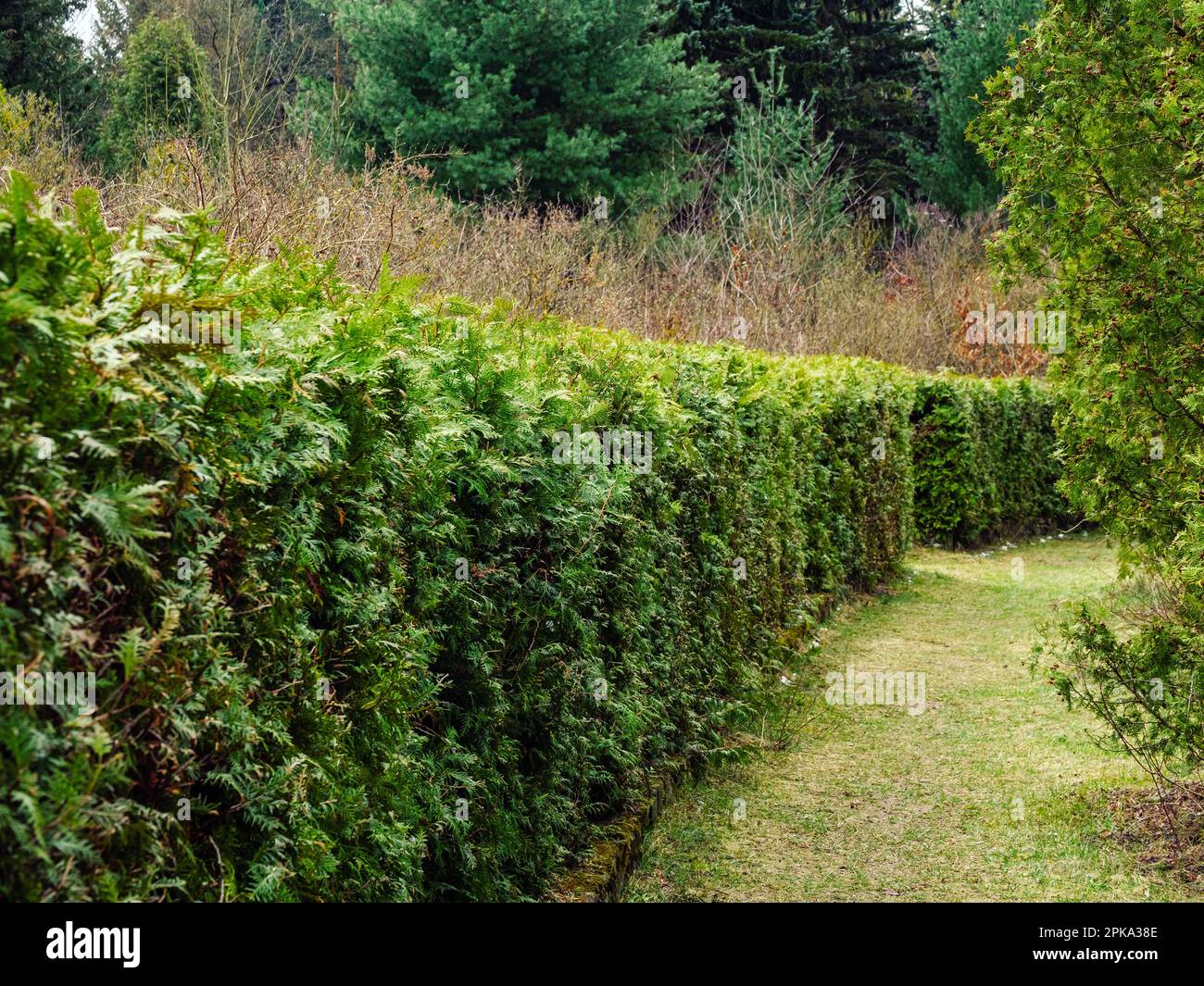Green trimmed bush hi-res stock photography and images - Alamy