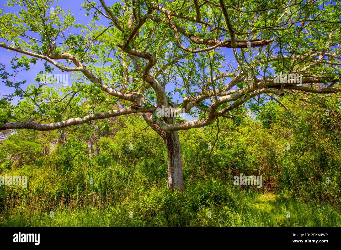 Delaware Seashore State Park dune forest, Delaware Stock Photo - Alamy