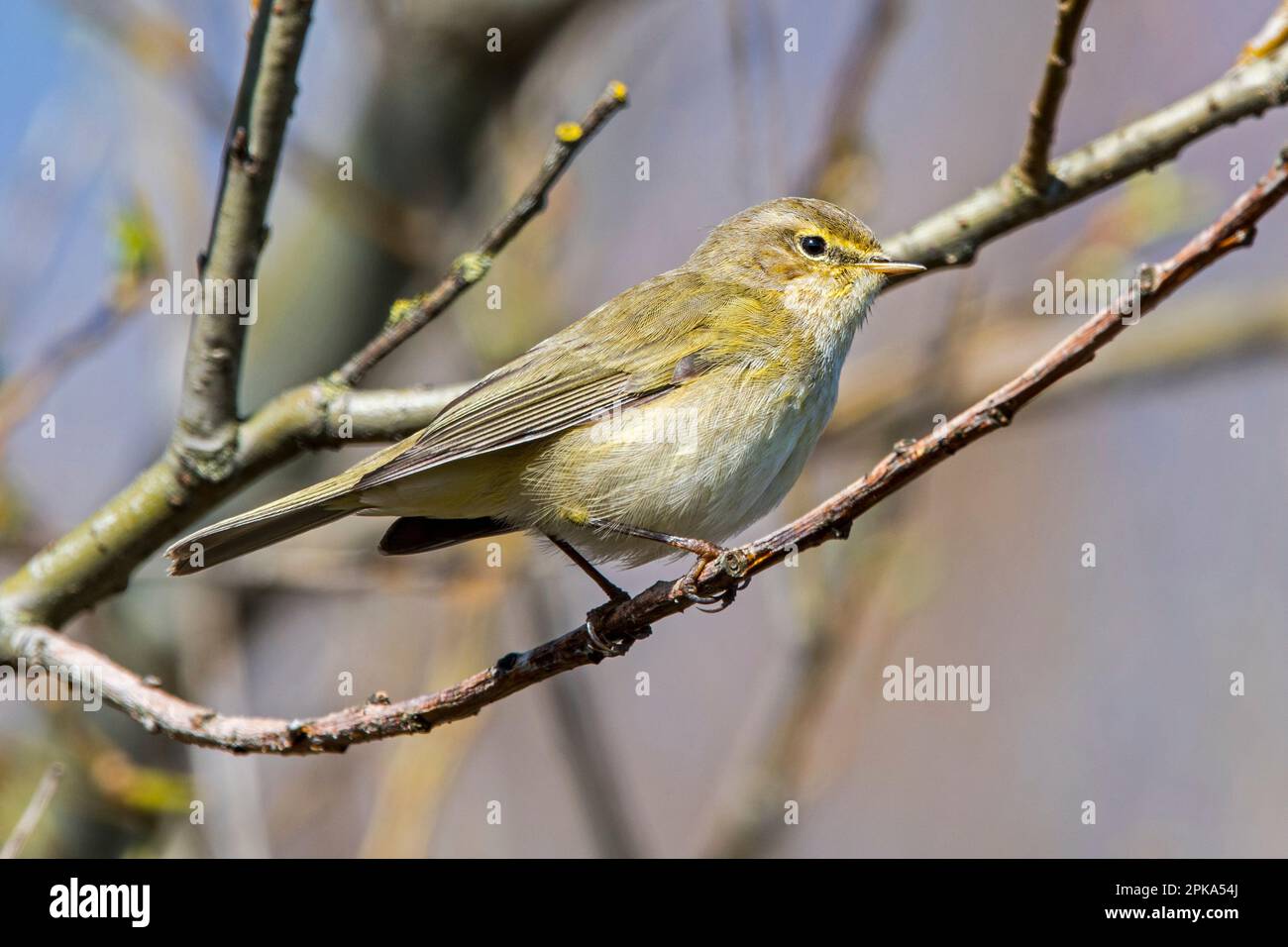 Common chiffchaff (Phylloscopus collybita) perched in bush / shrub in ...