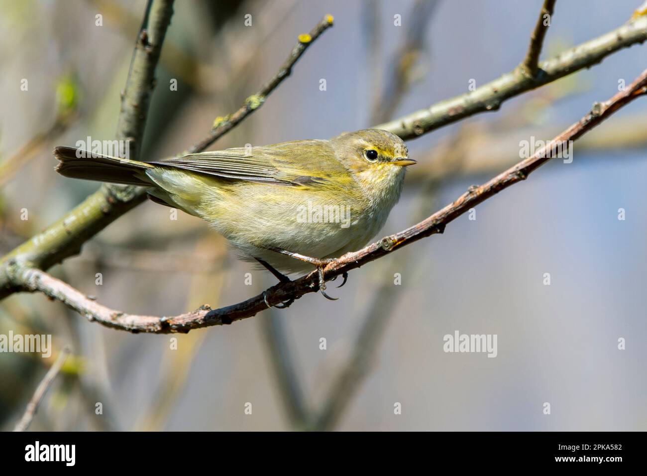 Common chiffchaff (Phylloscopus collybita) perched in bush / shrub in ...