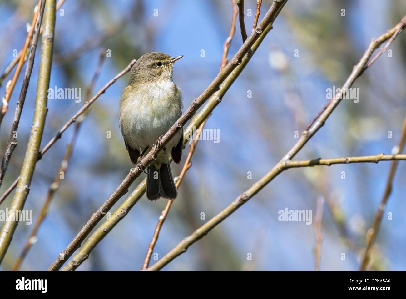 Common chiffchaff (Phylloscopus collybita) perched in bush / shrub in ...