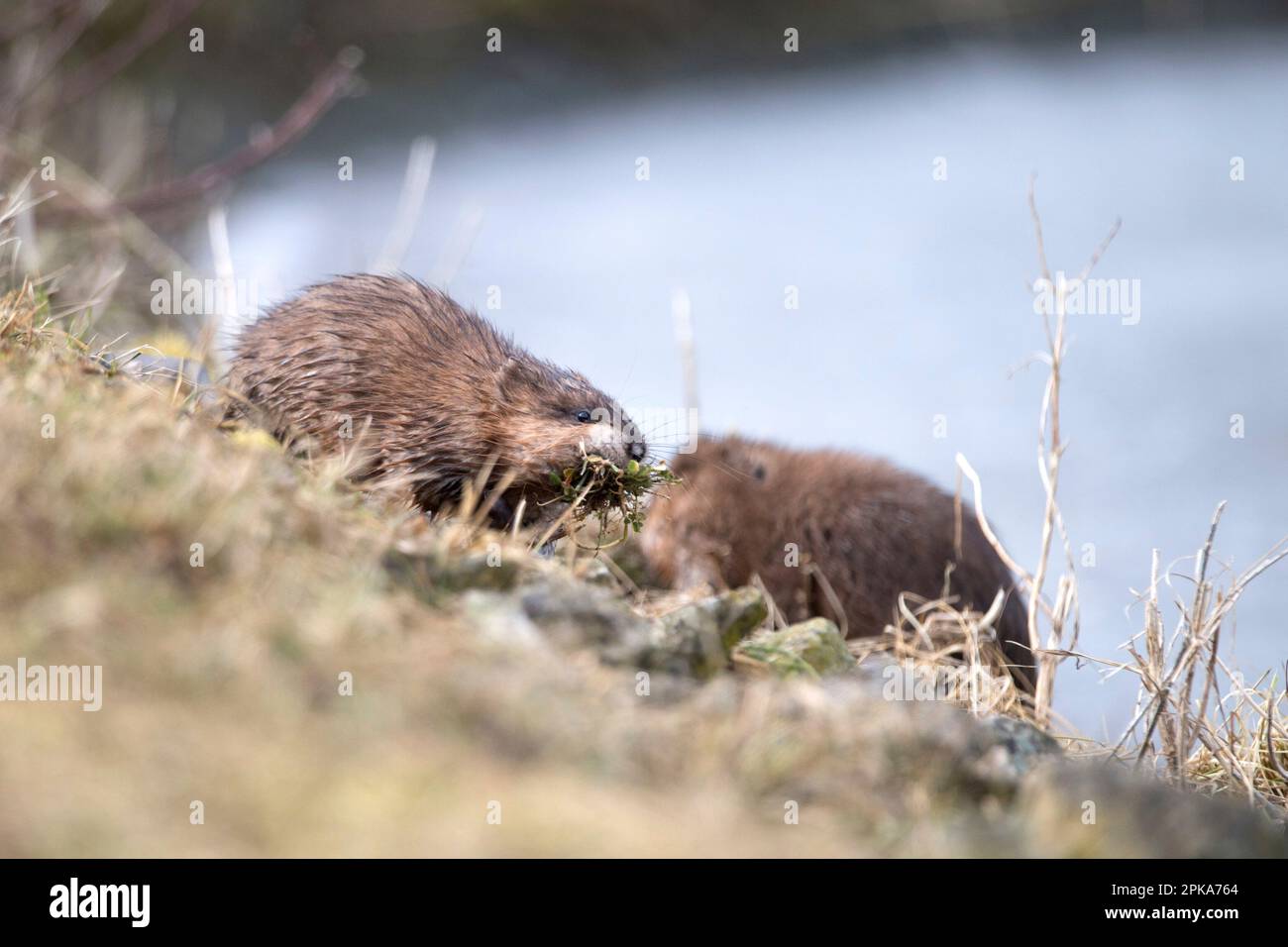 Muskrat muskrats hi-res stock photography and images - Alamy