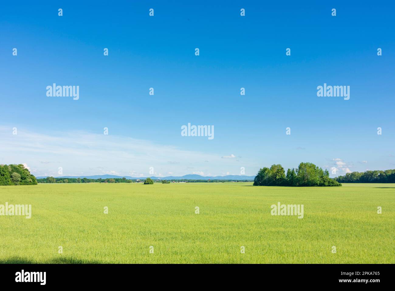 Kuty (Kutti), field in plain at river Morava (March) in Slovakia Stock ...