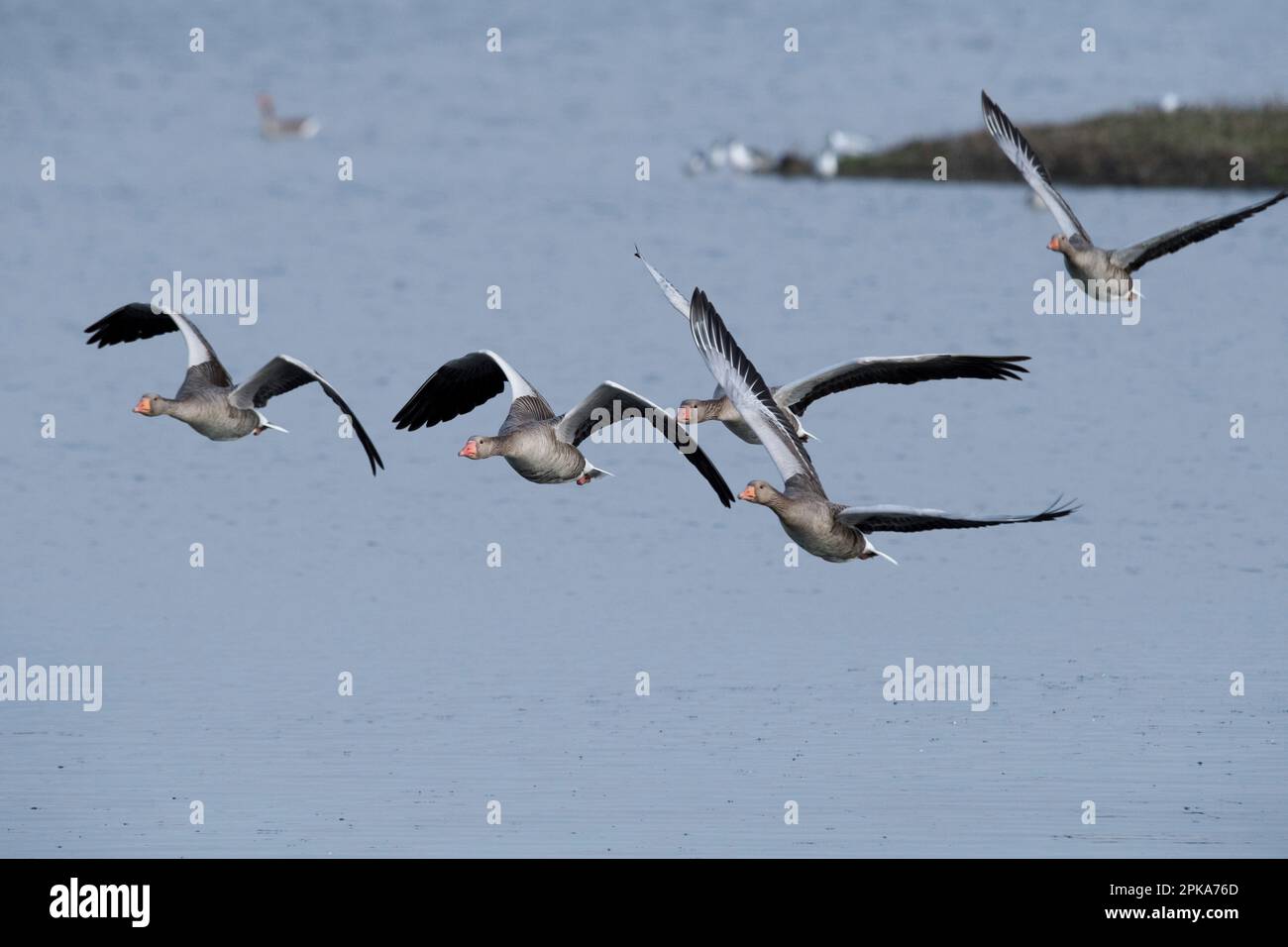 Grey geese in flight, spring Stock Photo - Alamy