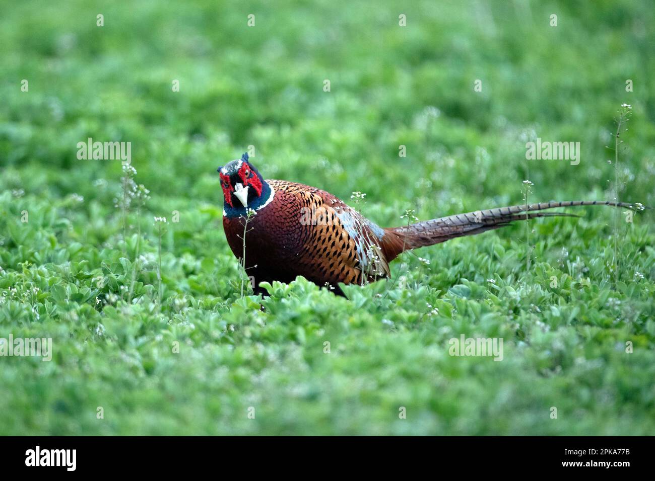 Pheasant, mating season Stock Photo - Alamy