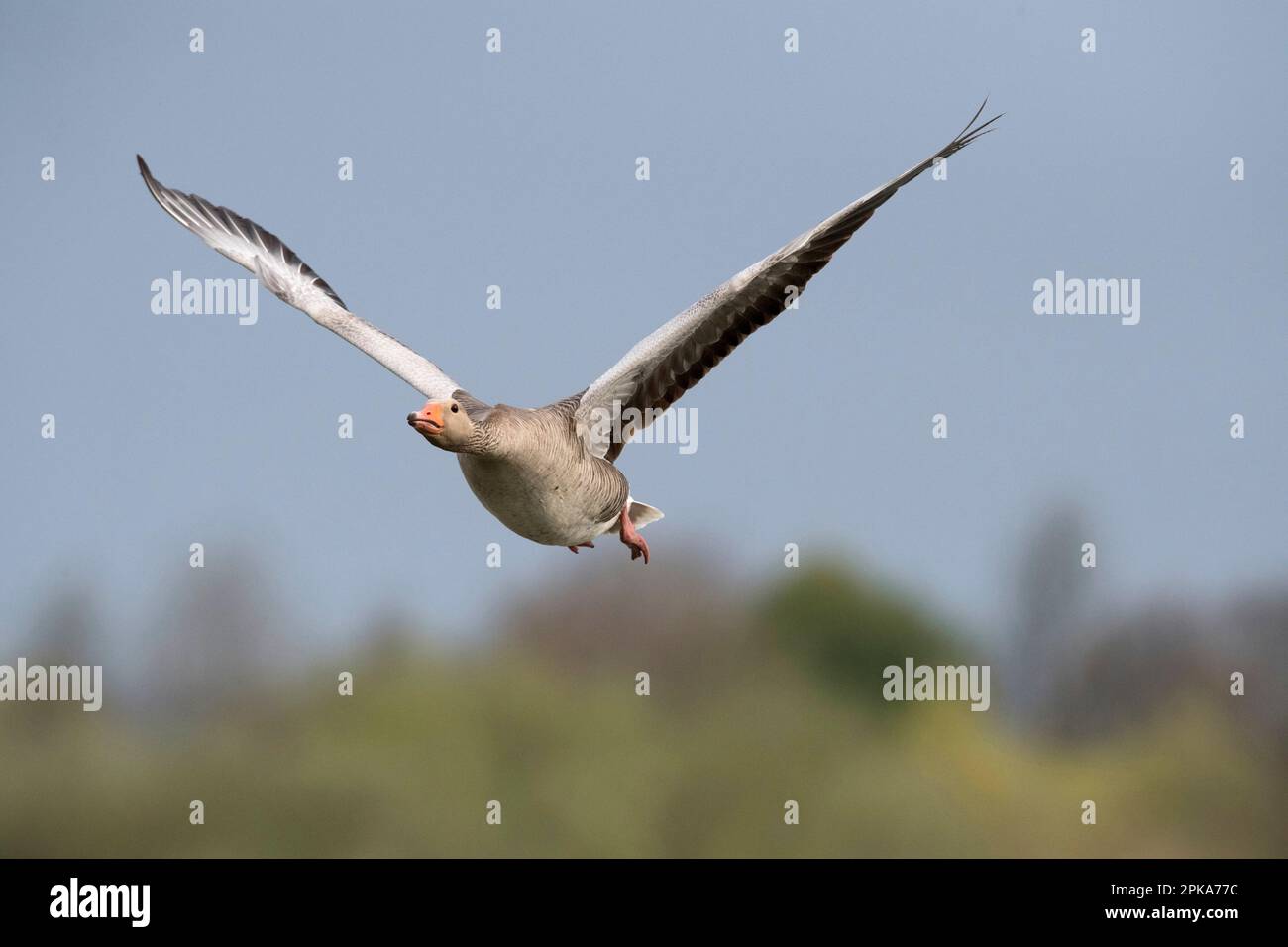 Grey goose in flight hi-res stock photography and images - Alamy