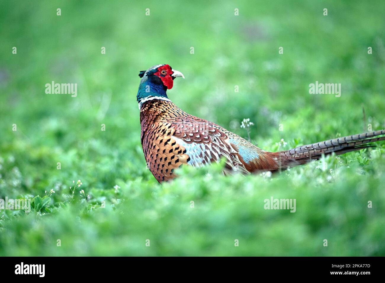Pheasant, mating season Stock Photo - Alamy