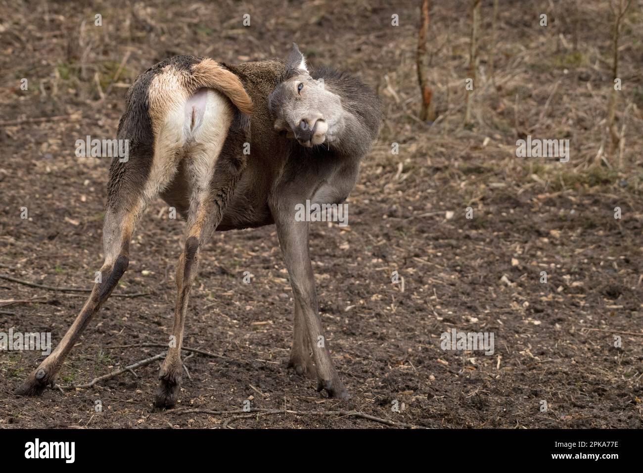 Red deer, end of winter Stock Photo - Alamy