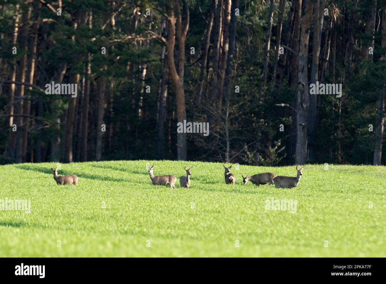 Deer in field Stock Photo - Alamy