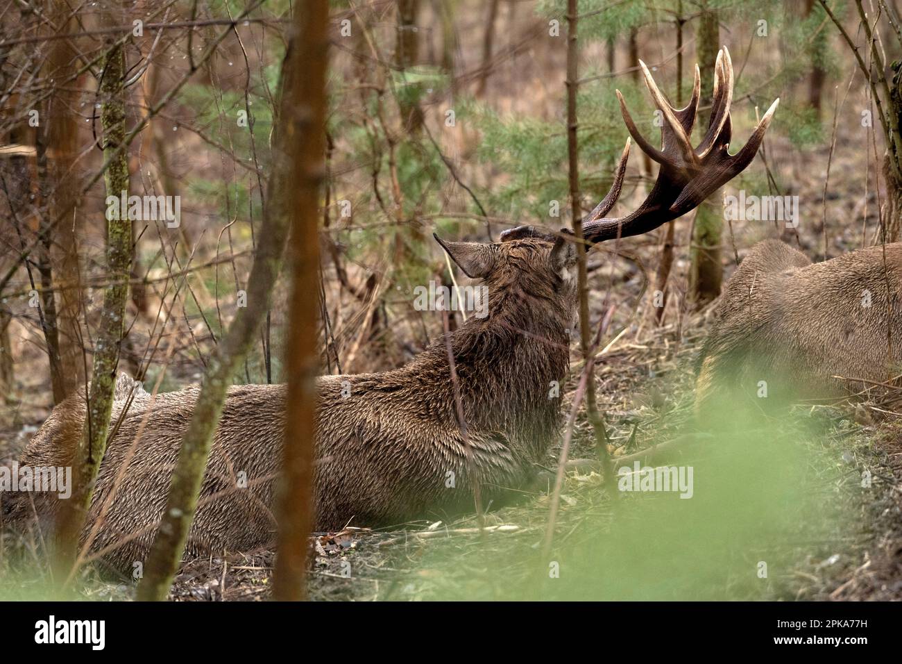 Red deer, end of winter Stock Photo - Alamy