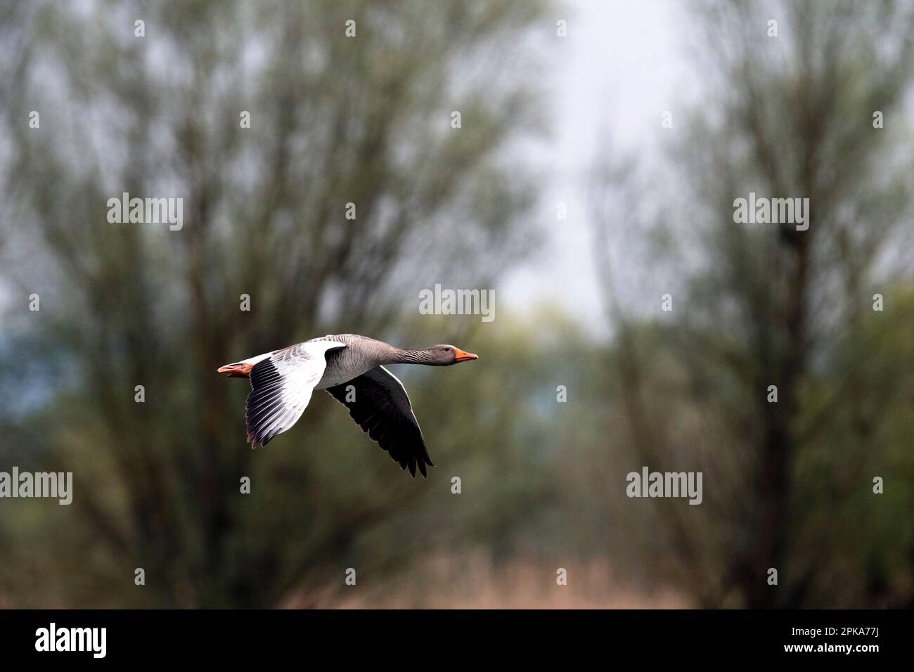 Grey goose in flight hi-res stock photography and images - Alamy