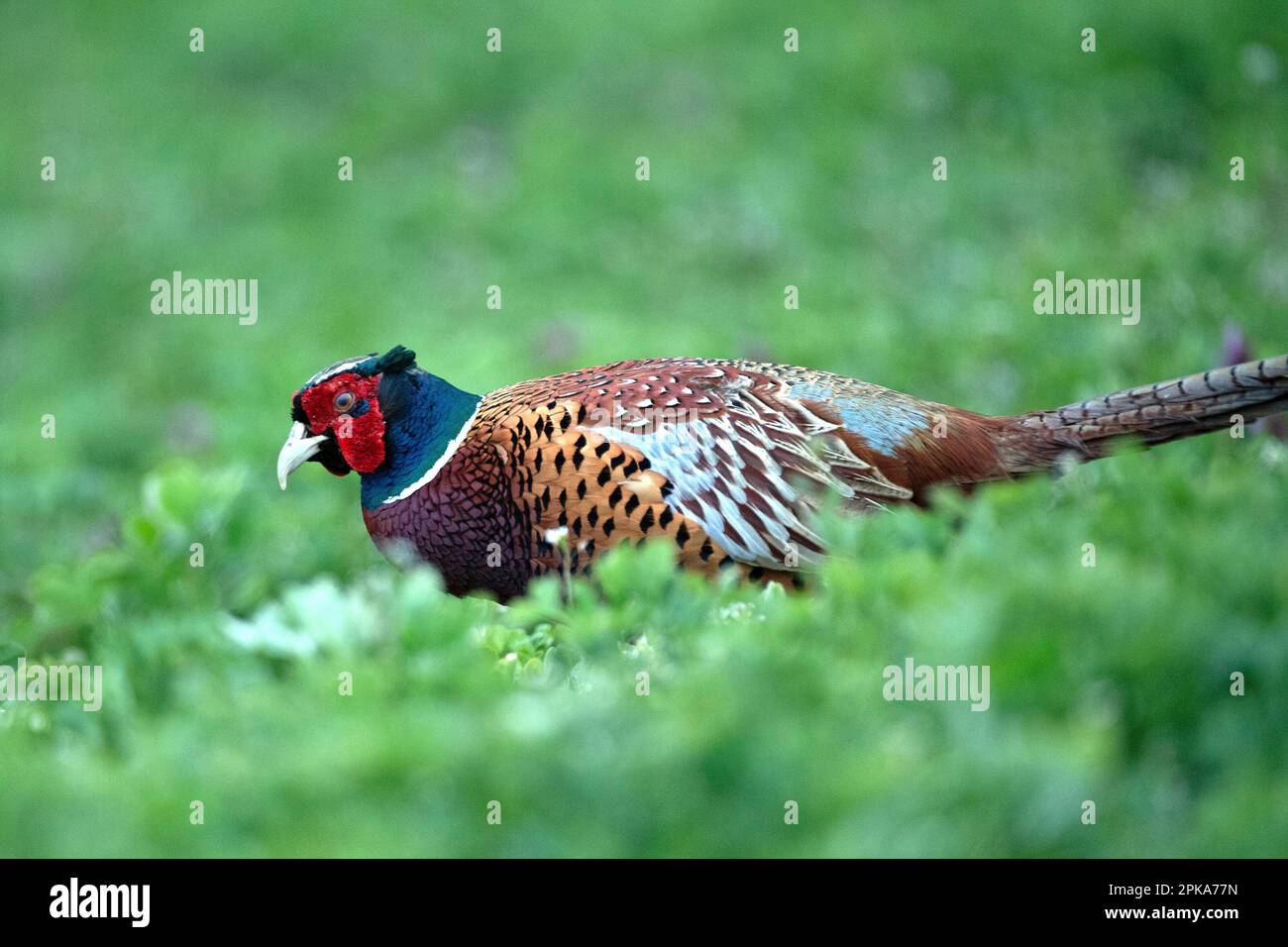 Pheasant, mating season Stock Photo - Alamy