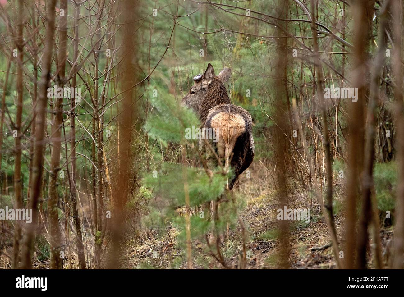 Red deer, end of winter Stock Photo - Alamy