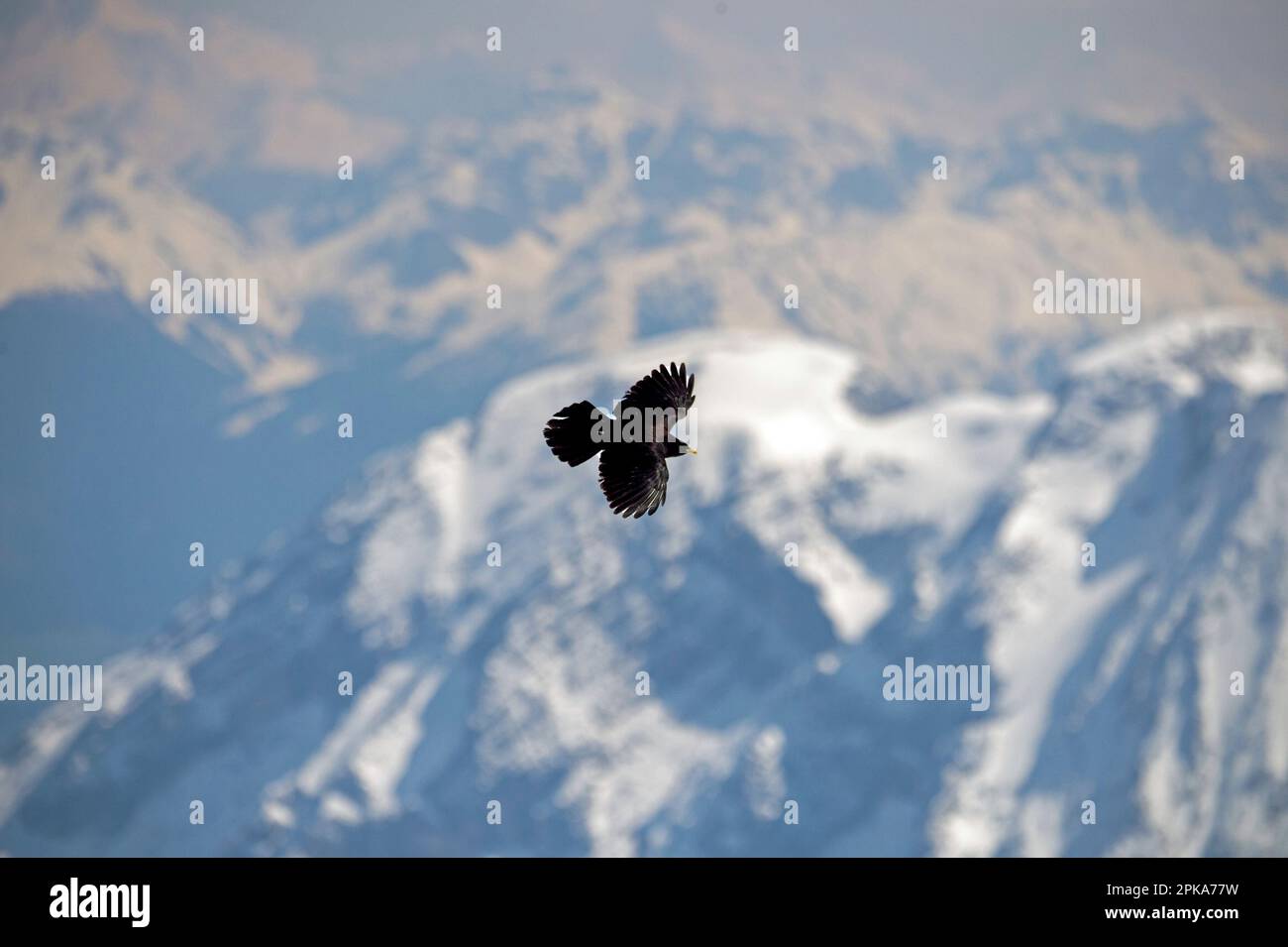 Alpine chough flight hi-res stock photography and images - Alamy
