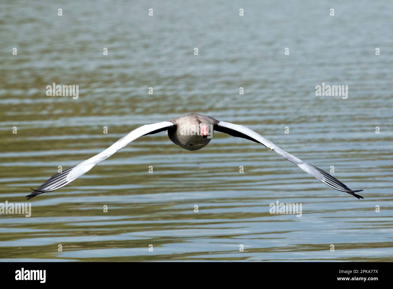 Grey goose in flight hi-res stock photography and images - Alamy