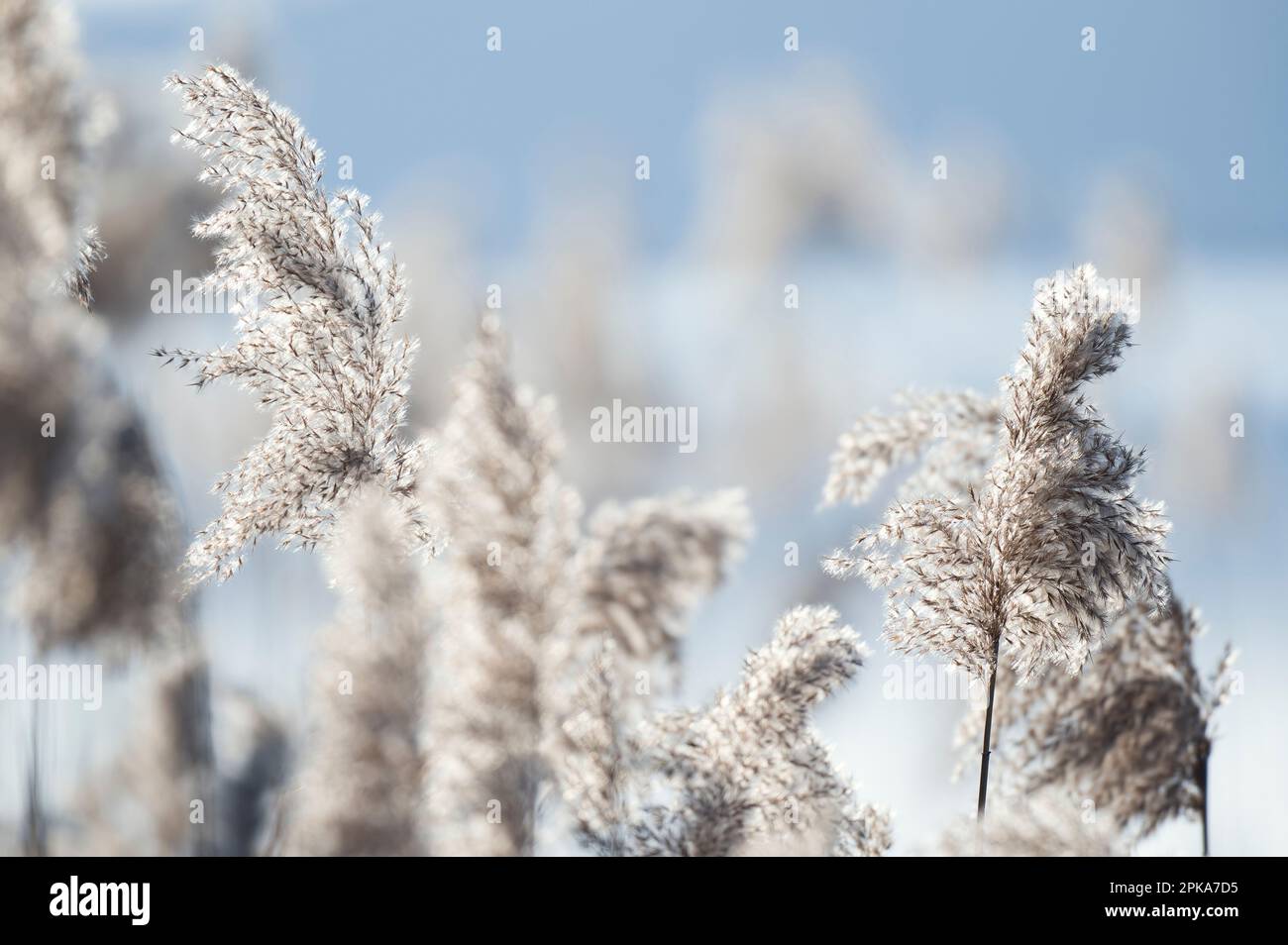 Fruits of reed in backlight, Lac d'Amance, Foret d'Orient Nature Park ...