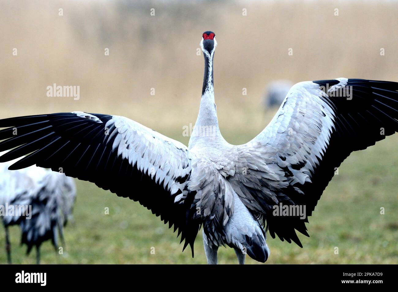 Crane with wings spread hi-res stock photography and images - Alamy