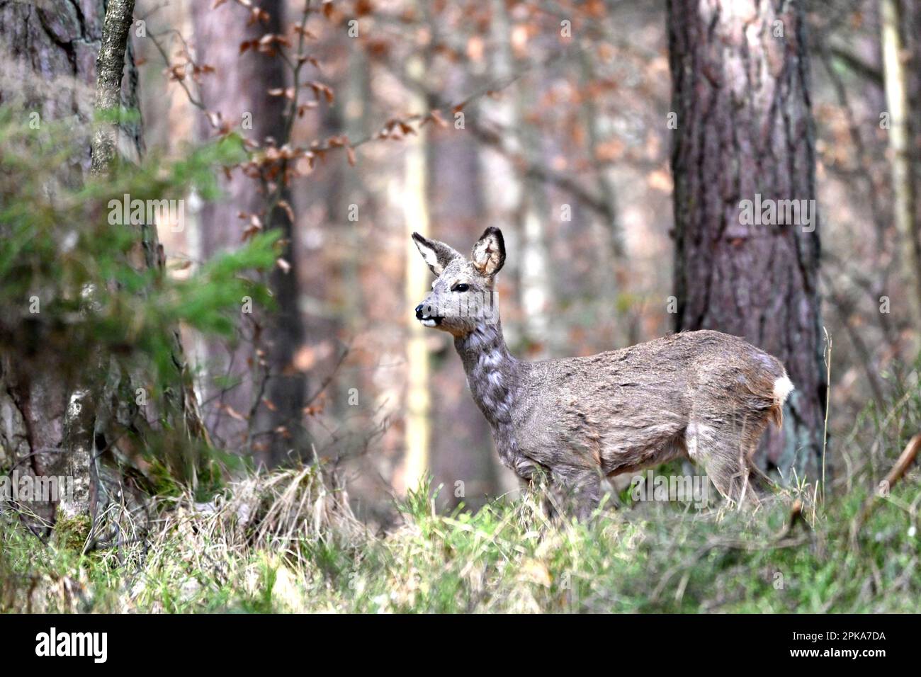 Narrow deer in forest hi-res stock photography and images - Alamy