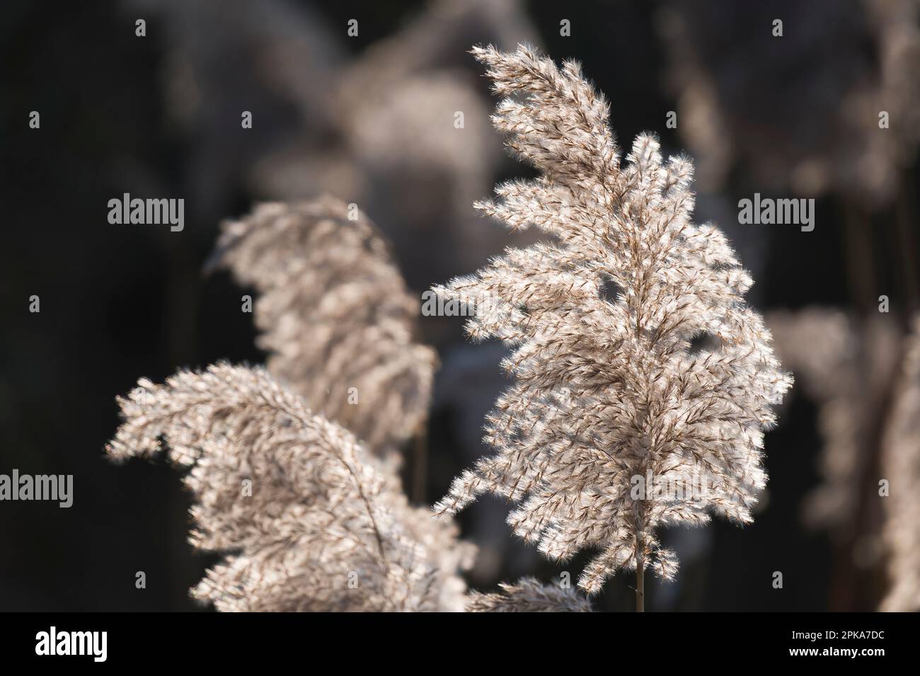Fruits of the reed shine in the backlight, Lac d'Amance, Foret d'Orient ...