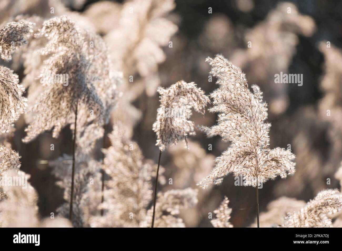Fruits of the reed shine in the backlight, Lac d'Amance, Foret d'Orient ...