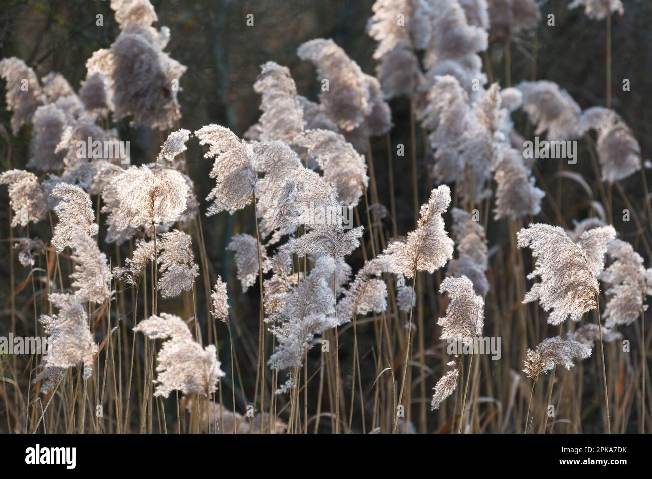 Fruit stands of reed at Lac d'Amance, Foret d'Orient Nature Park ...