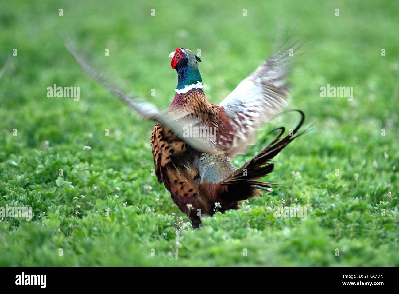 Pheasant, mating season Stock Photo - Alamy