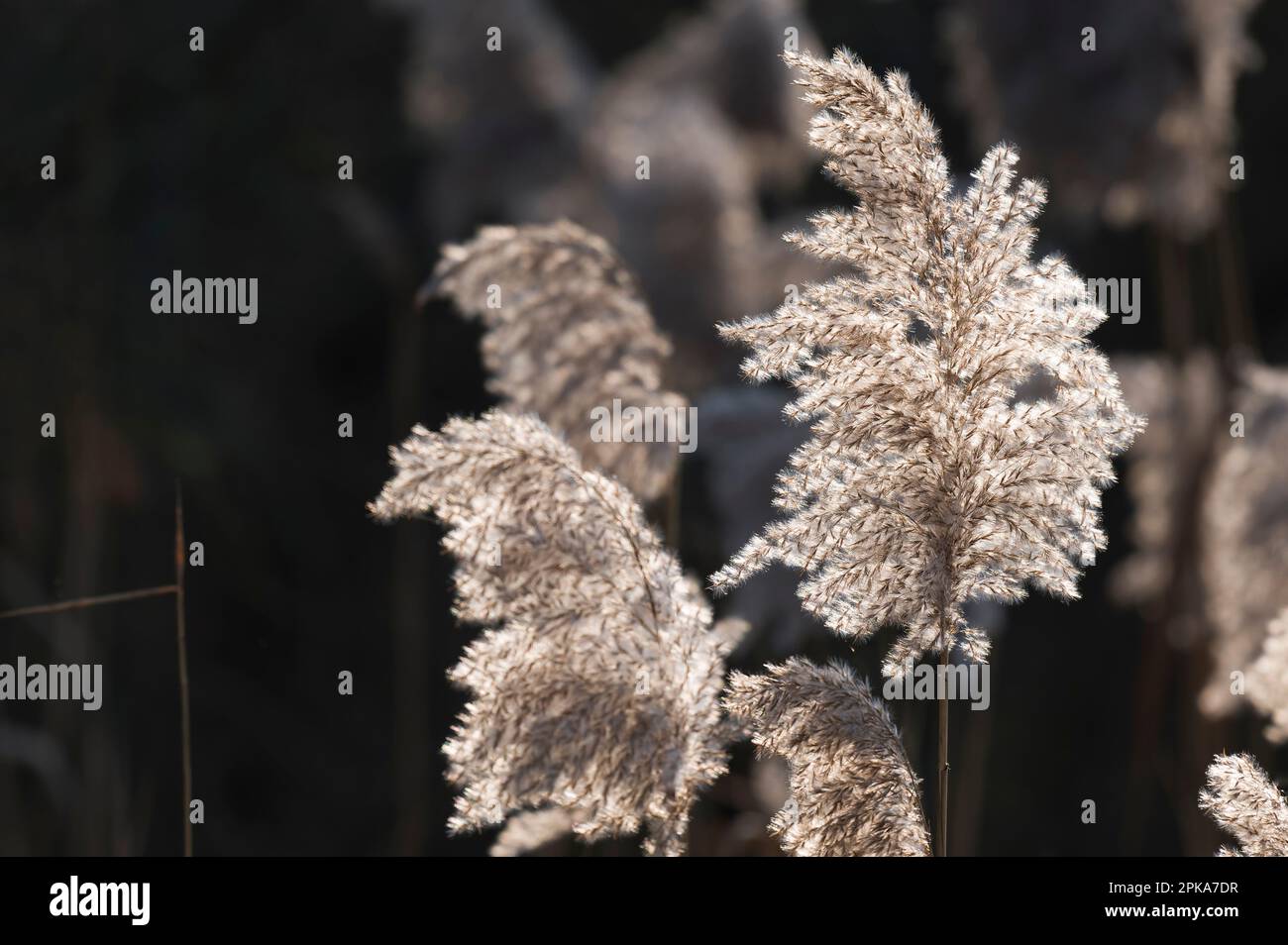 Fruits of the reed shine in the backlight, Lac d'Amance, Foret d'Orient ...