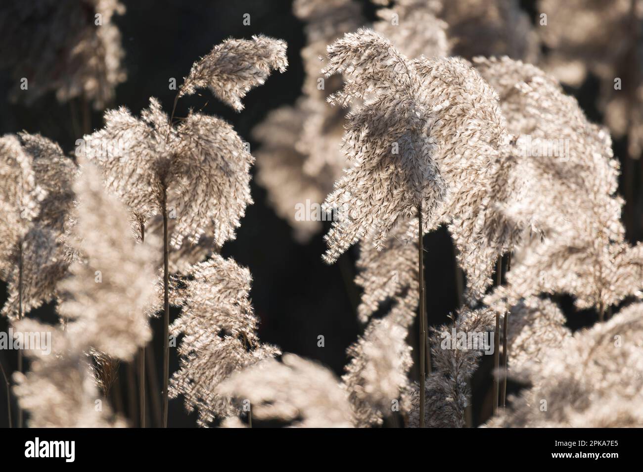 Fruits of the reed shine in the backlight, Lac d'Amance, Foret d'Orient ...
