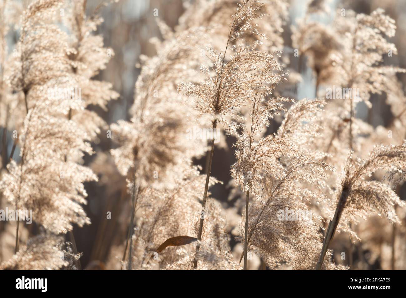 Fruits of the reed shine in the backlight, Lac d'Amance, Foret d'Orient ...