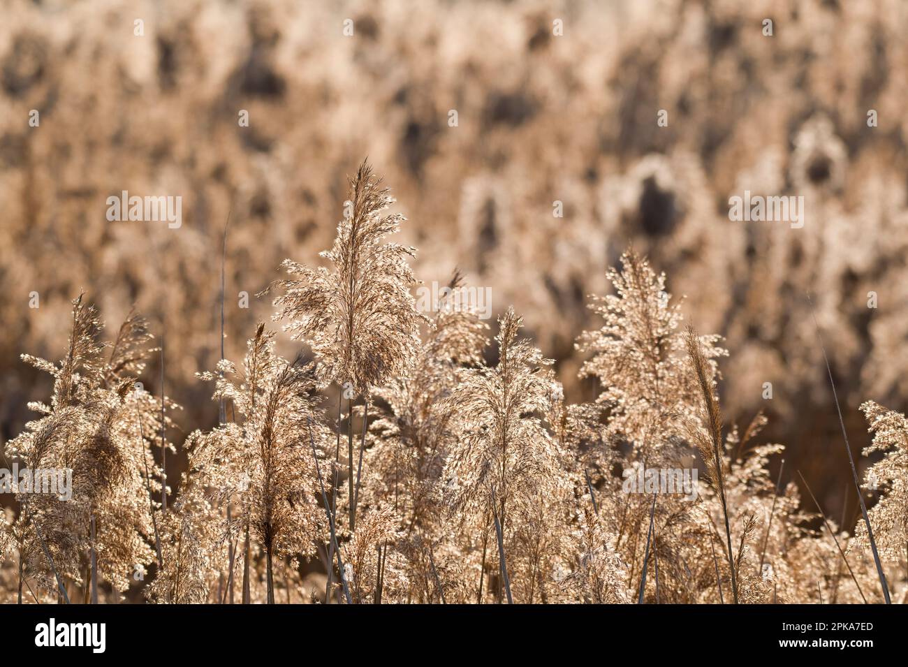 Fruits of the reed shine in the back light, reed belt at Lac d'Amance ...