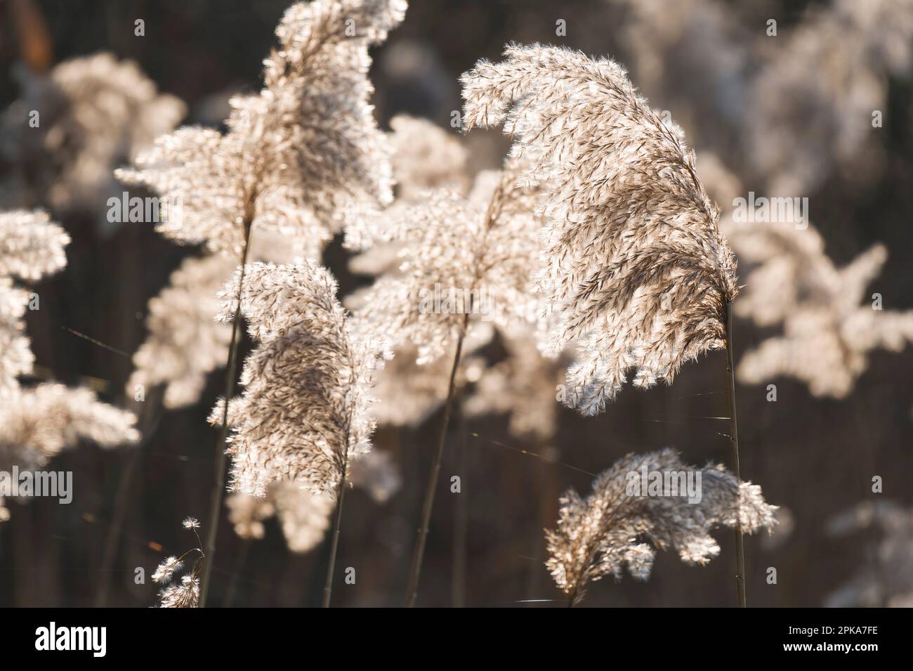 Fruits of the reed shine in the backlight, Lac d'Amance, Foret d'Orient ...