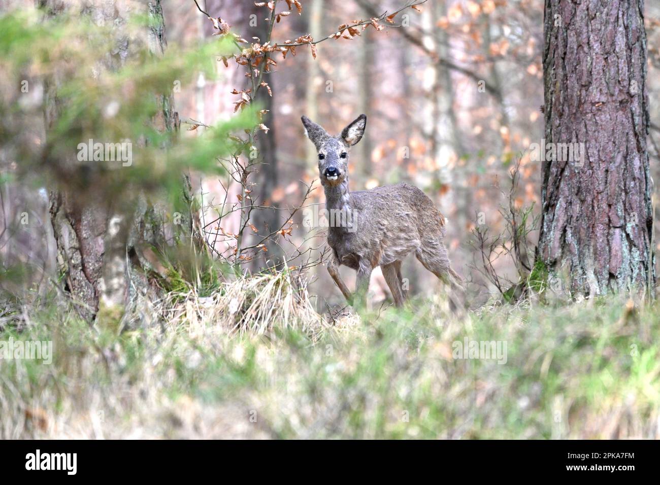 Narrow deer in forest, end of March Stock Photo - Alamy